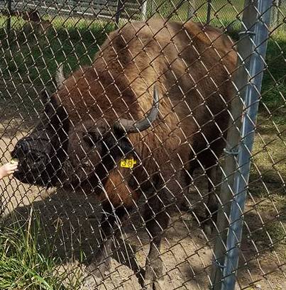 Feeding Buffalo in Kansas City – rocky mountain tot
