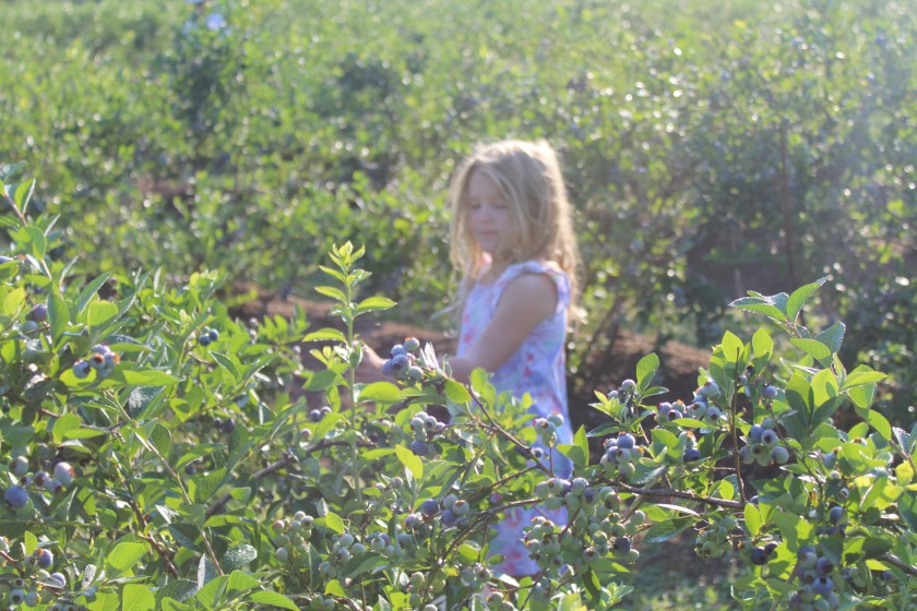 Blueberry Picking – Outdoor Summer Fun in Northwest Arkansas – rocky ...