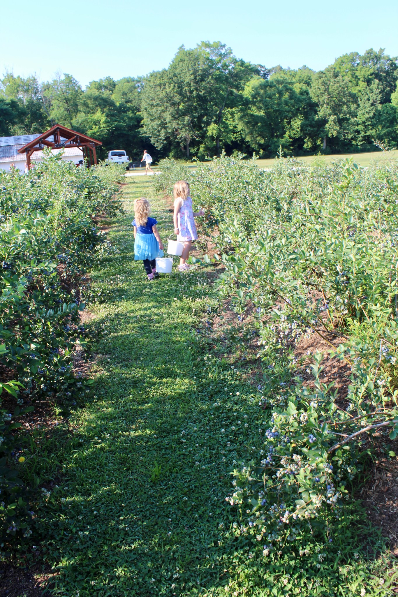 Blueberry Picking – Outdoor Summer Fun in Northwest Arkansas – rocky ...