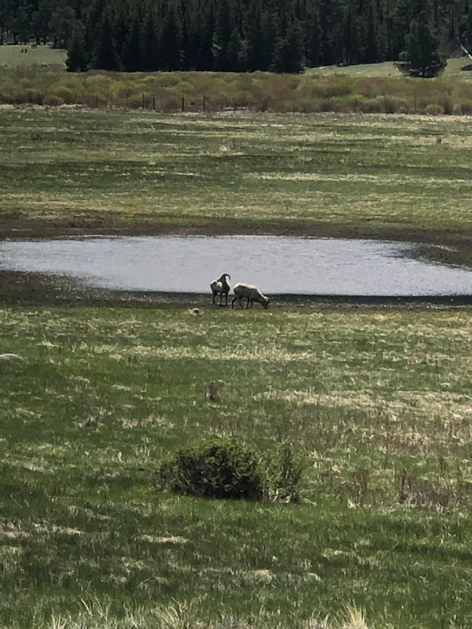 Rocky Mountain National Park – Spotting Wildlife at Sheep Lakes – rocky ...