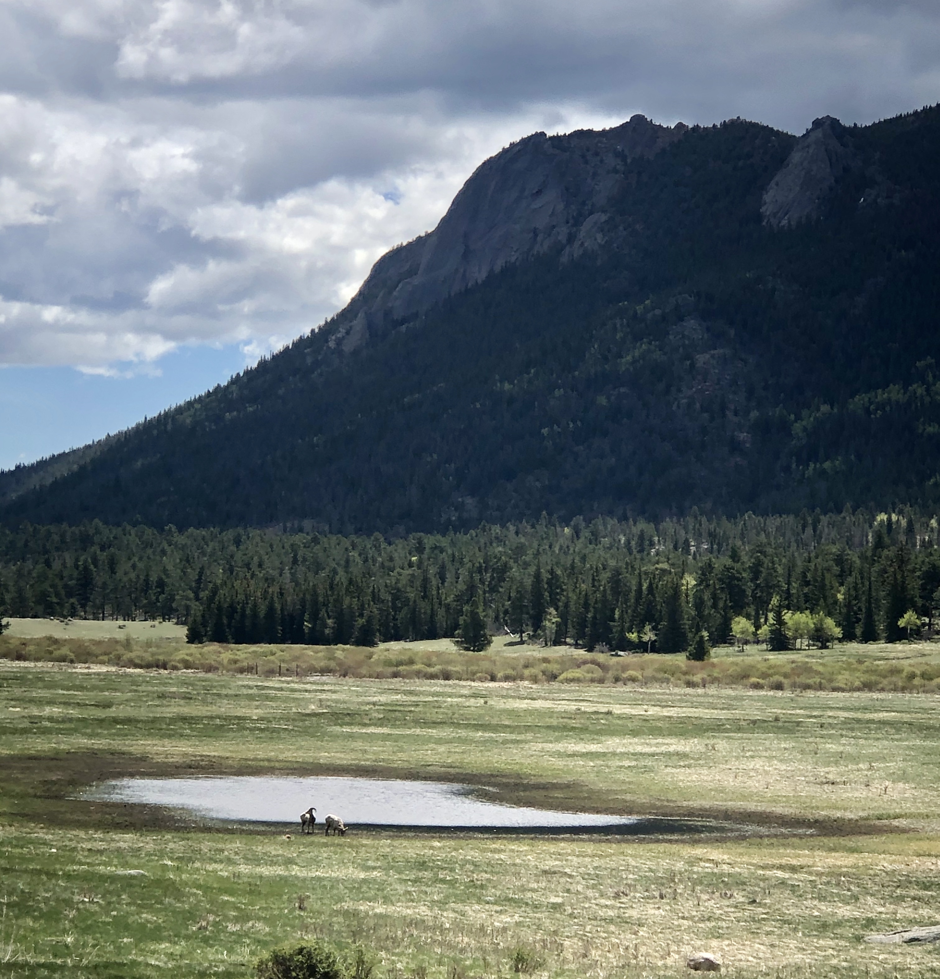 Rocky Mountain National Park – Spotting Wildlife at Sheep Lakes – rocky ...